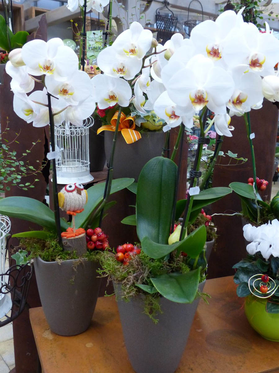 Plantes fleuries et vertes – Schwarz